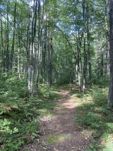 10 Best Hikes and Trails in Au Sable State Forest | AllTrails