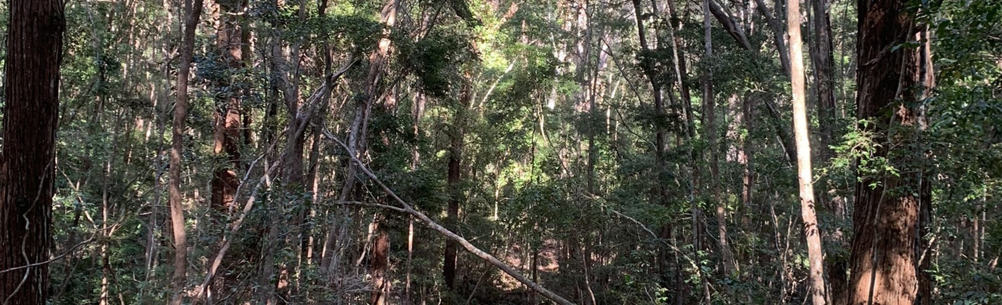 Cooloola Great Walk: Segment 4, Queensland, Australia - 65 Reviews, Map ...