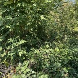 North Creek Trail: University of WA Bothell to Thrasher's Corner ...