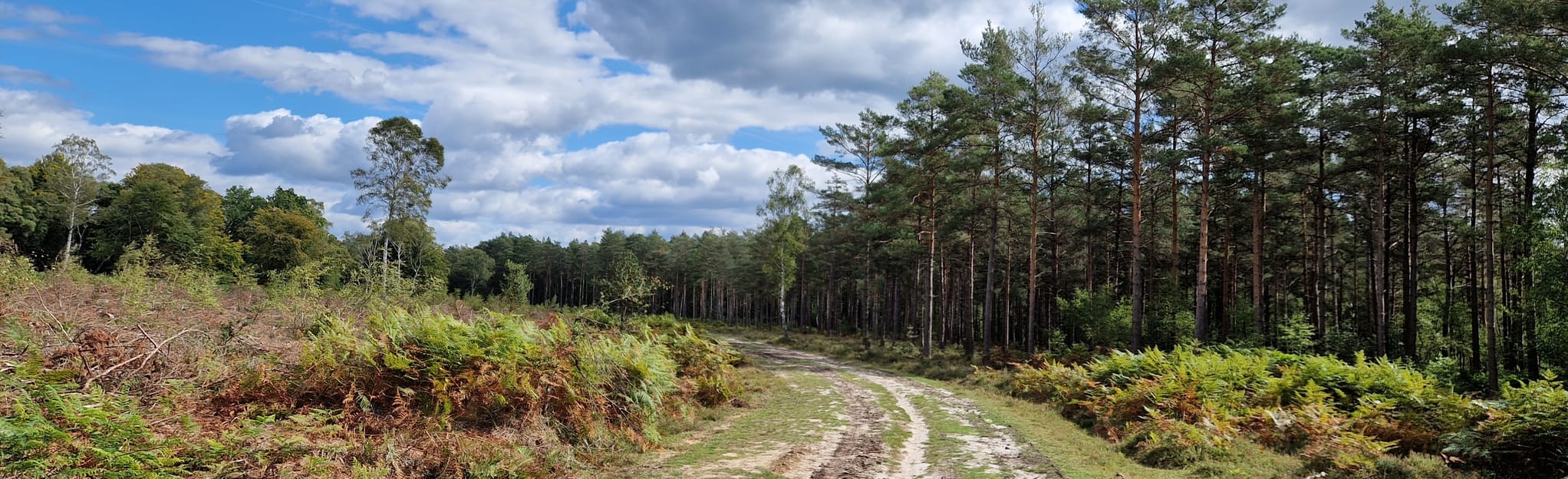 Bartley, Minstead and Lyndhurst: 13 Reviews, Map - Hampshire, England ...