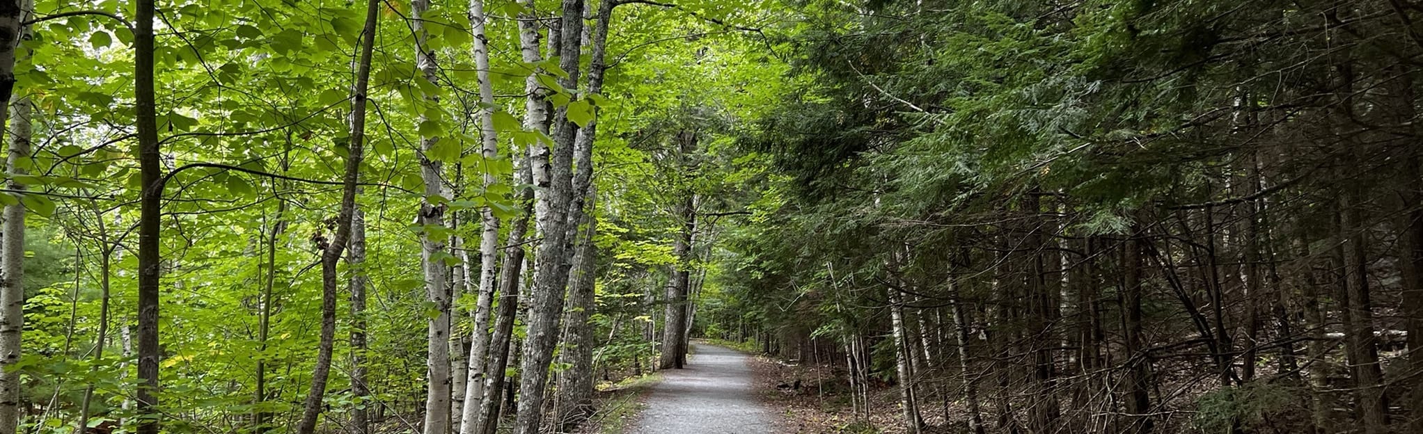Hemlock Trail: 36 Reviews, Map - Maine | AllTrails
