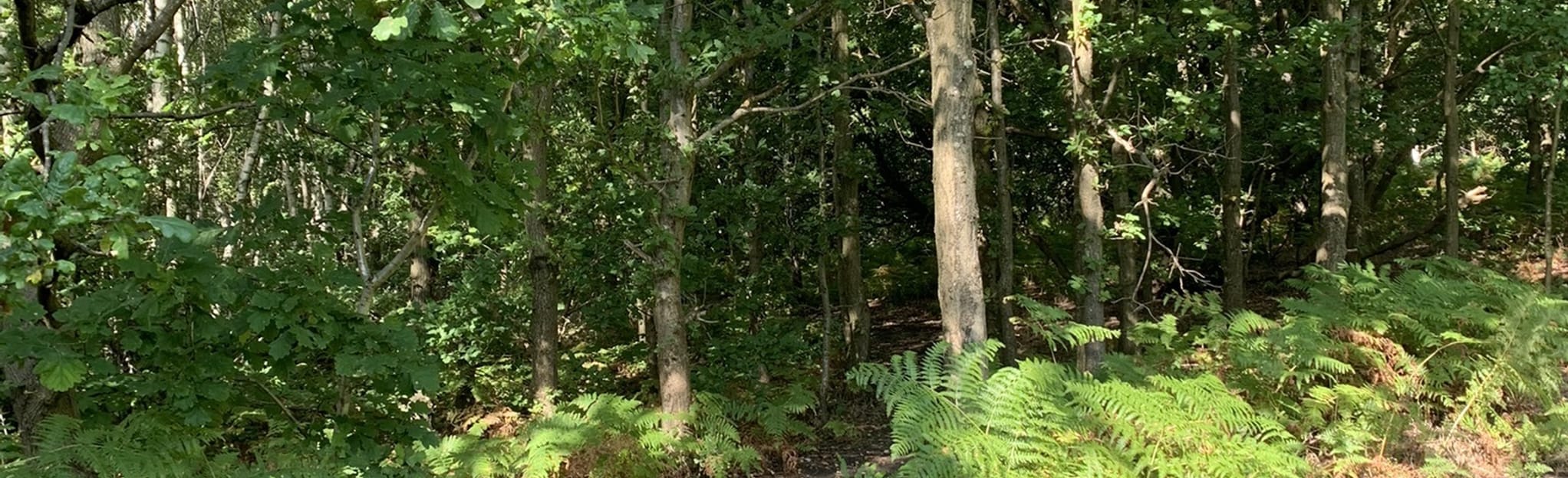 Canklow Woods, South Yorkshire, England - 15 Reviews, Map | AllTrails