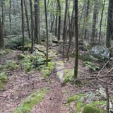 Blueberry, Grave Ridge and Creek Trail Loop , Pennsylvania - 21 Reviews ...