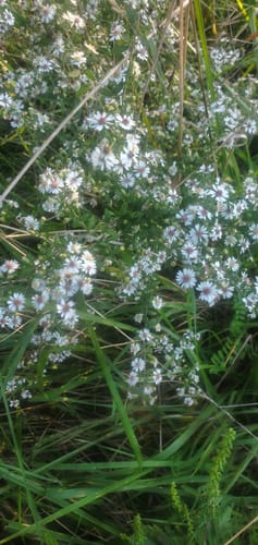 Best Hikes and Trails in Fort Daniel Conservation Area | AllTrails