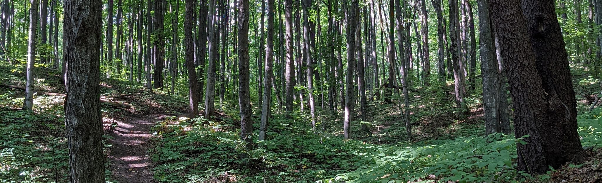 Big Foot Loop: 11 Reviews, Map - Michigan | AllTrails