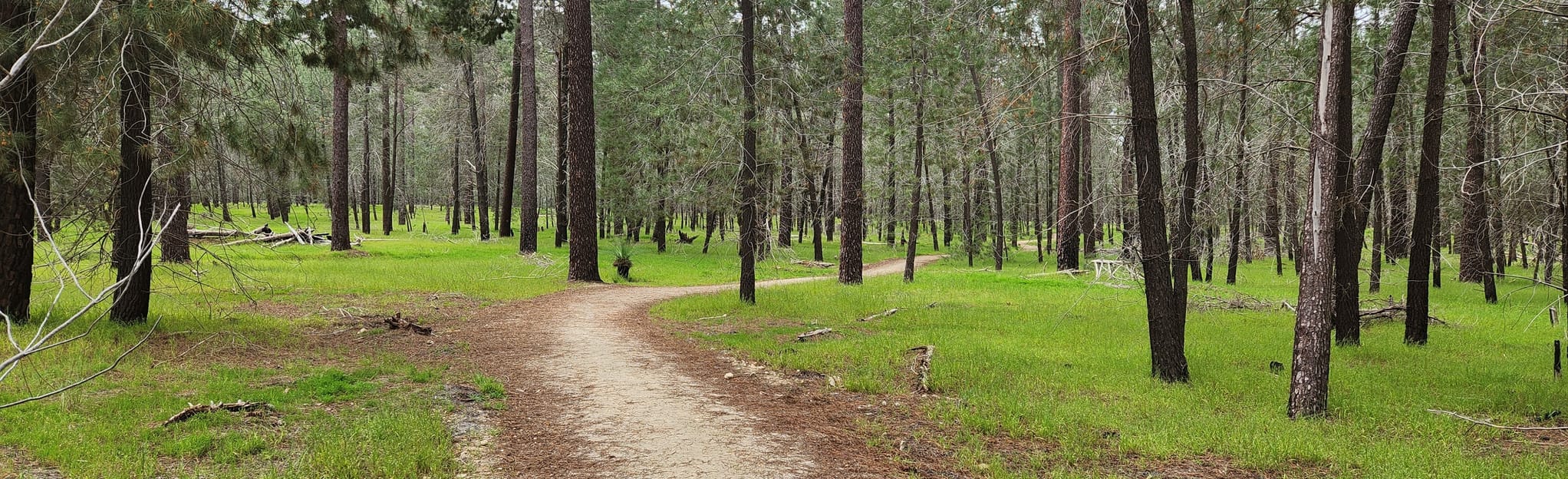 Gnangara Pines: 16 Reviews, Map - Western Australia, Australia | AllTrails