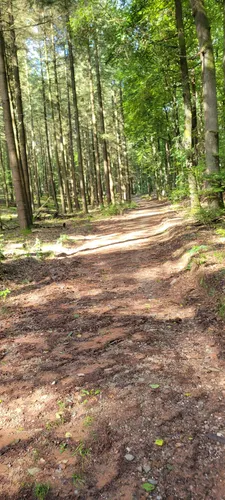 2023 Best Forest Trails in Mackenbach | AllTrails