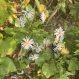 Pase Point Trail, West Virginia - 254 Reviews, Map | AllTrails