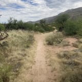 Cactus Forest Loop Drive, Arizona - 378 Reviews, Map | AllTrails