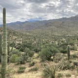 Cactus Forest Loop Drive, Arizona - 378 Reviews, Map | AllTrails