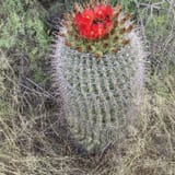 Cactus Forest Loop Drive, Arizona - 378 Reviews, Map | AllTrails