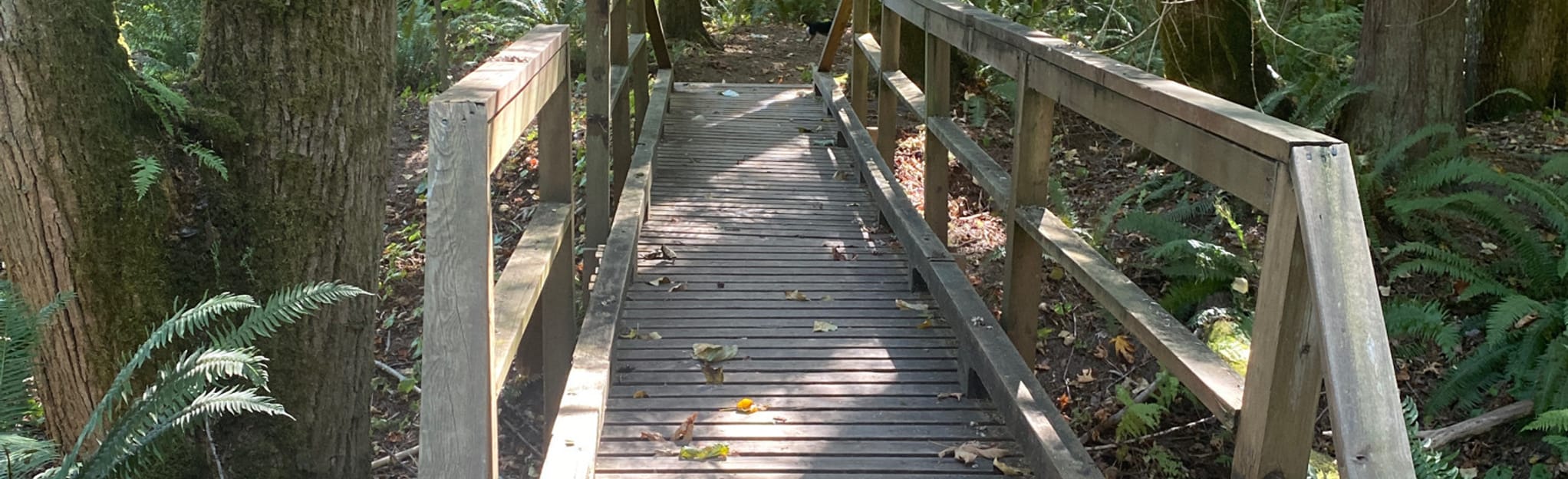 Woodpecker Trail, British Columbia, Canada - 20 Reviews, Map | AllTrails