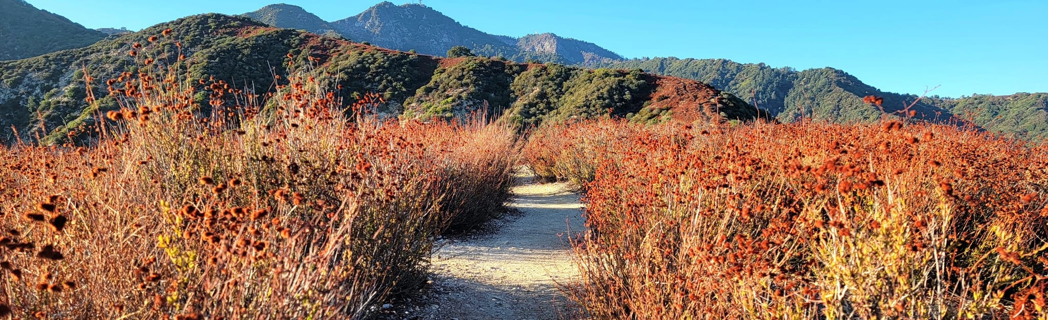 Bailey Canyon Trail to Jones Peak: 3,401 Reviews, Map - California ...