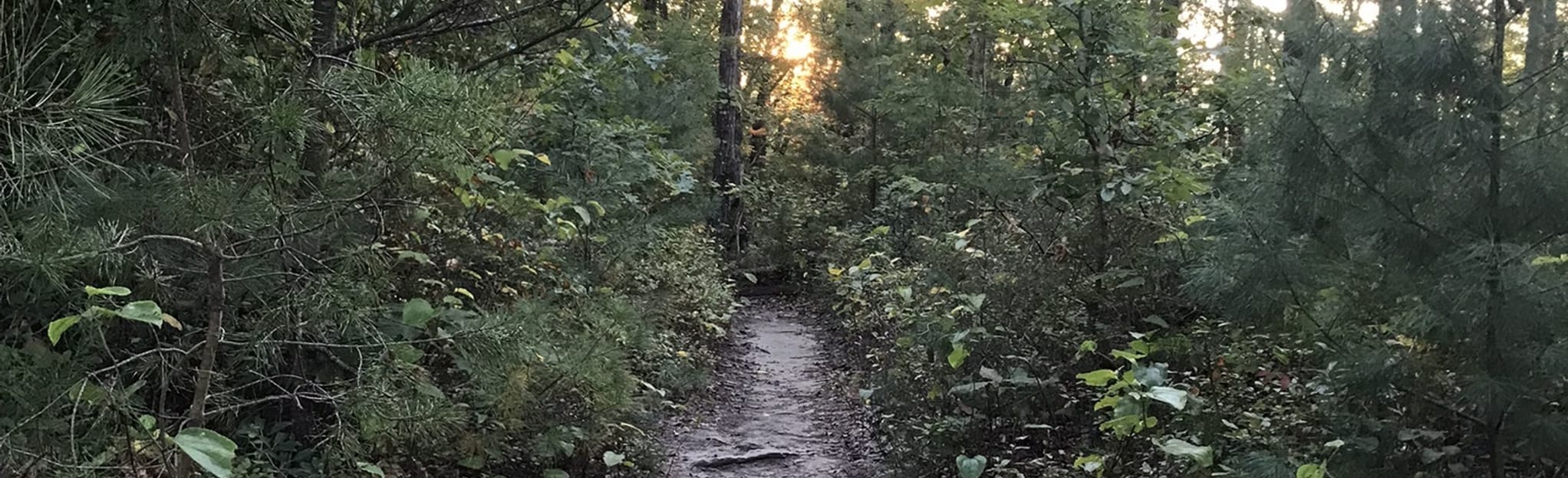 Gray's Arch via Sheltowee Trace National Recreation Trail - Kentucky ...
