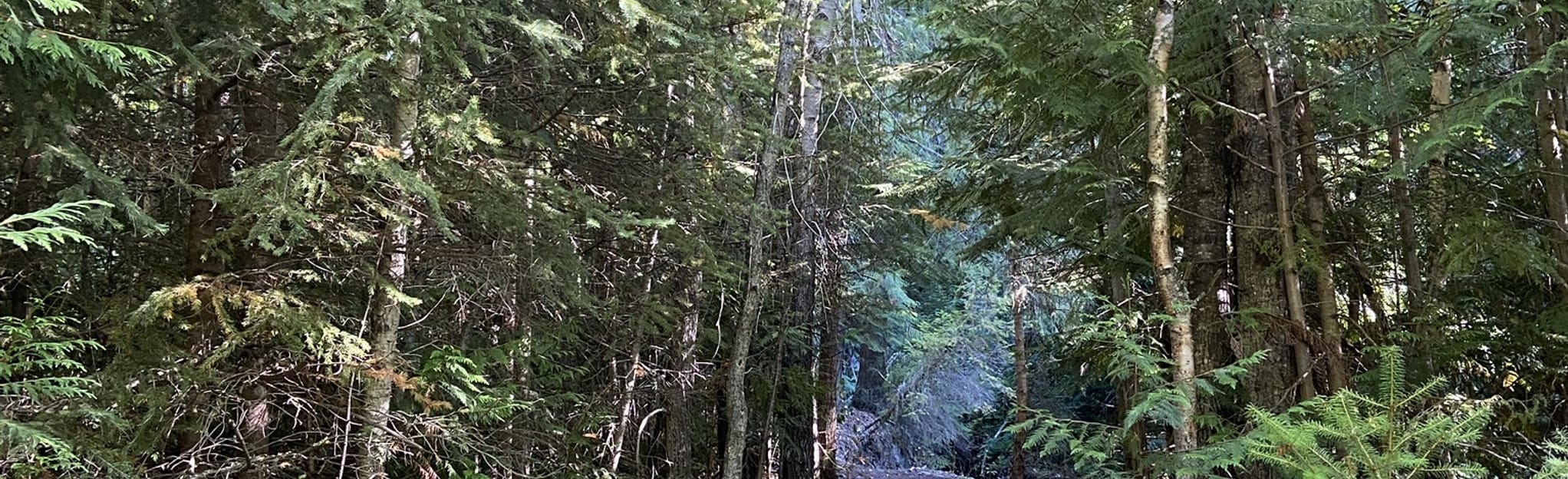 Whitecroft Falls: 106 Reviews, Map - British Columbia, Canada | AllTrails