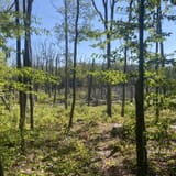 Thunder Swamp Trail, Pennsylvania - 51 Reviews, Map | AllTrails