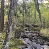 Thunder Swamp Trail, Pennsylvania - 54 Reviews, Map | AllTrails