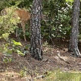 Engineer Fitness Running Trail, Missouri - 393 Reviews, Map | AllTrails