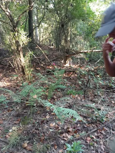 Best Hikes and Trails in Bluebonnet Swamp Nature Center | AllTrails