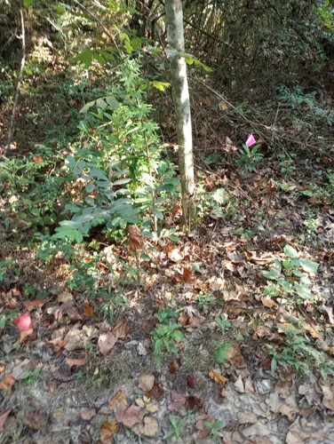 Best Hikes and Trails in Bluebonnet Swamp Nature Center | AllTrails