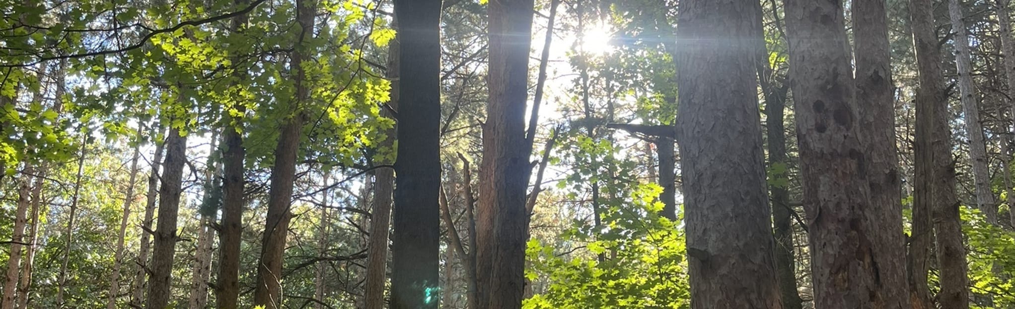 Provin Park Trail, Michigan - 712 Reviews, Map | AllTrails