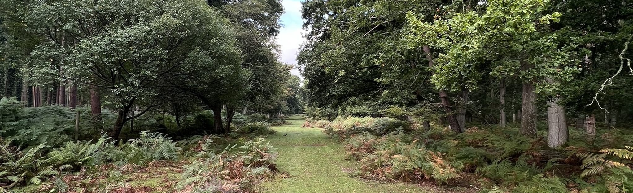 Godshill, Pitts Wood and Amberwood Circular - Hampshire, England ...