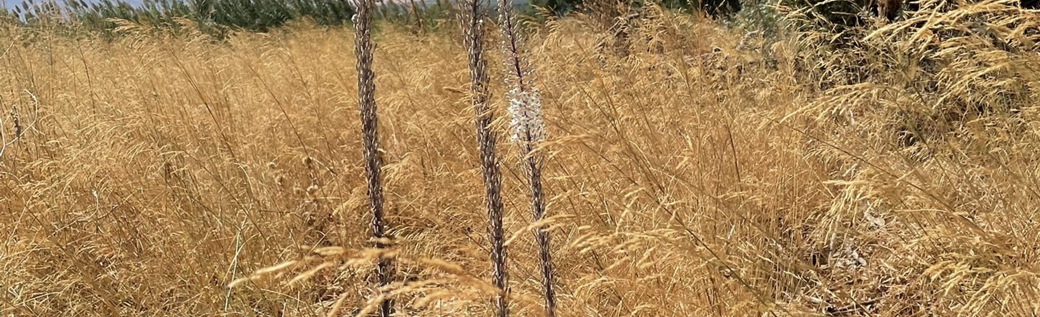 Tel Dan to Snir Park via Dan River, Northern District HaZafon, Israel ...