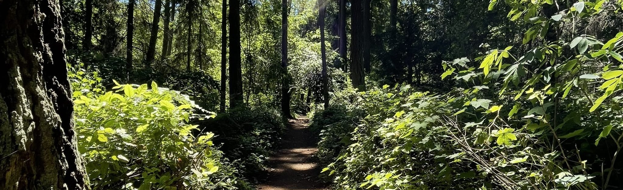 Boundary Trail to Log Jam Trail Loop, Washington - 570 Reviews, Map ...