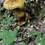Tantiusques Loop, Massachusetts - 96 Reviews, Map | AllTrails