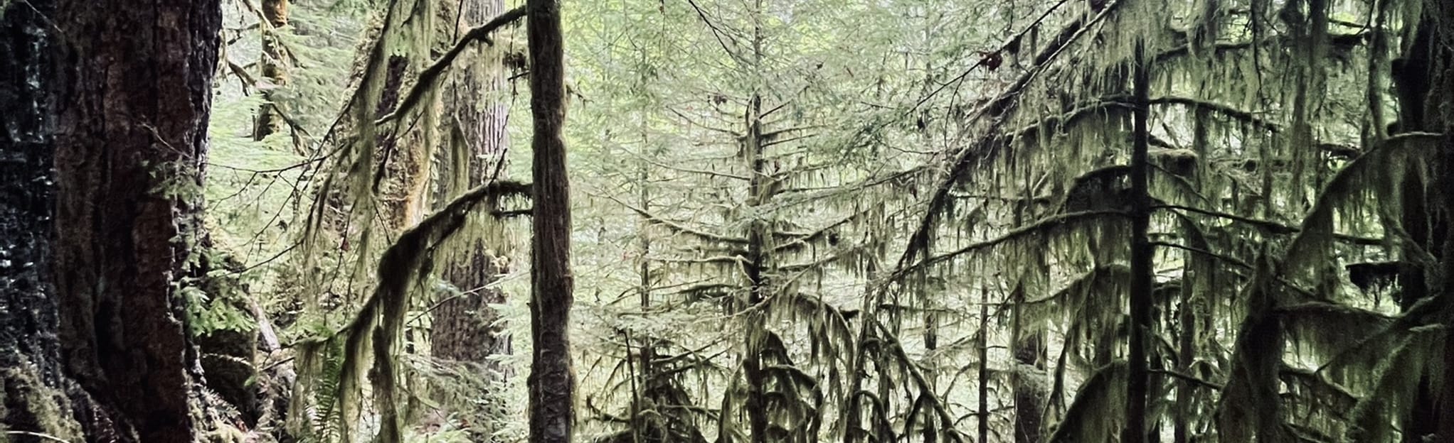 Yellowbottom Campground Walk [CLOSED], Oregon - 7 Reviews, Map | AllTrails