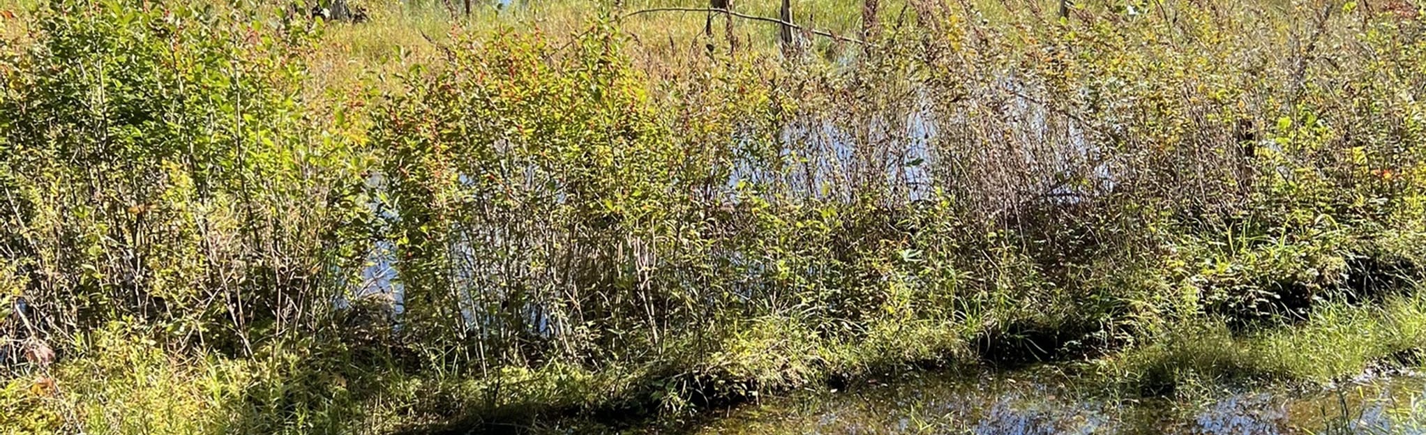 Brook Trail to Mount Major to Beaver Brook Loop: 129 Reviews, Map - New ...