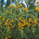 Mogo MTB Loop, New South Wales, Australia - 10 Reviews, Map | AllTrails