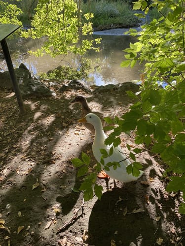 Best Hikes and Trails in Layton Commons Park | AllTrails