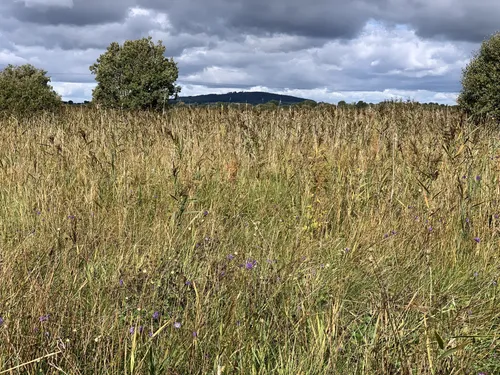 Best Hikes and Trails in Pollardstown Fen Nature Reserve | AllTrails