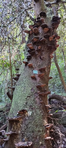 2023 Best Trails near iNgungumbane Falls | AllTrails