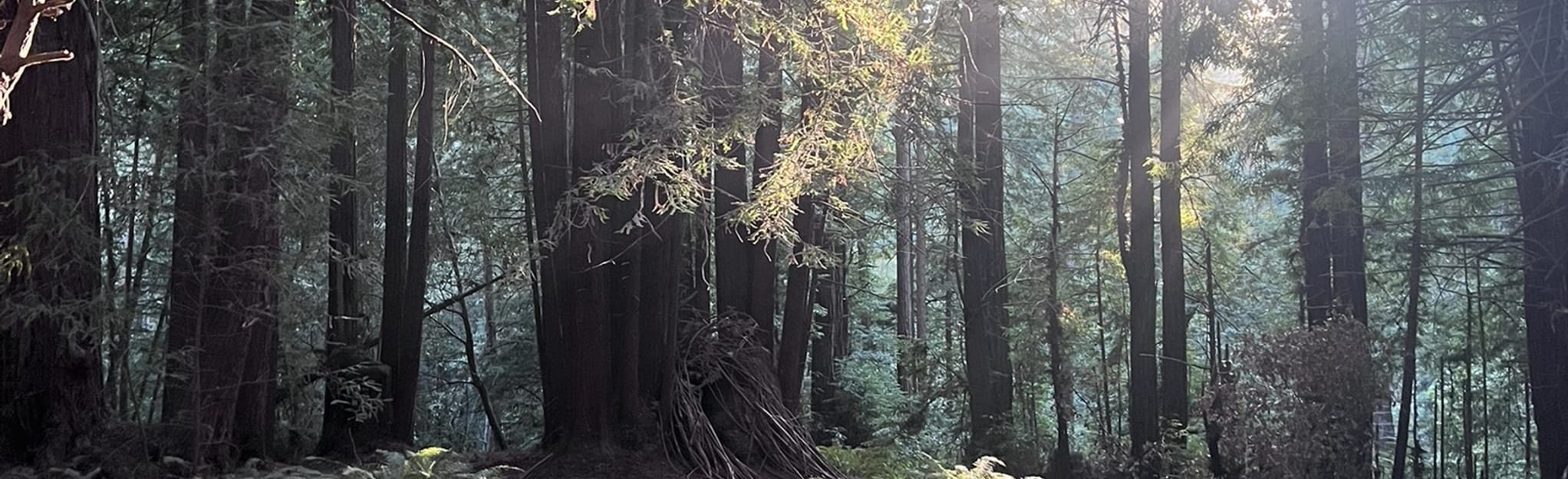 AllTrails | Epicenter to Five Finger Falls: 119 Reviews, Map - California