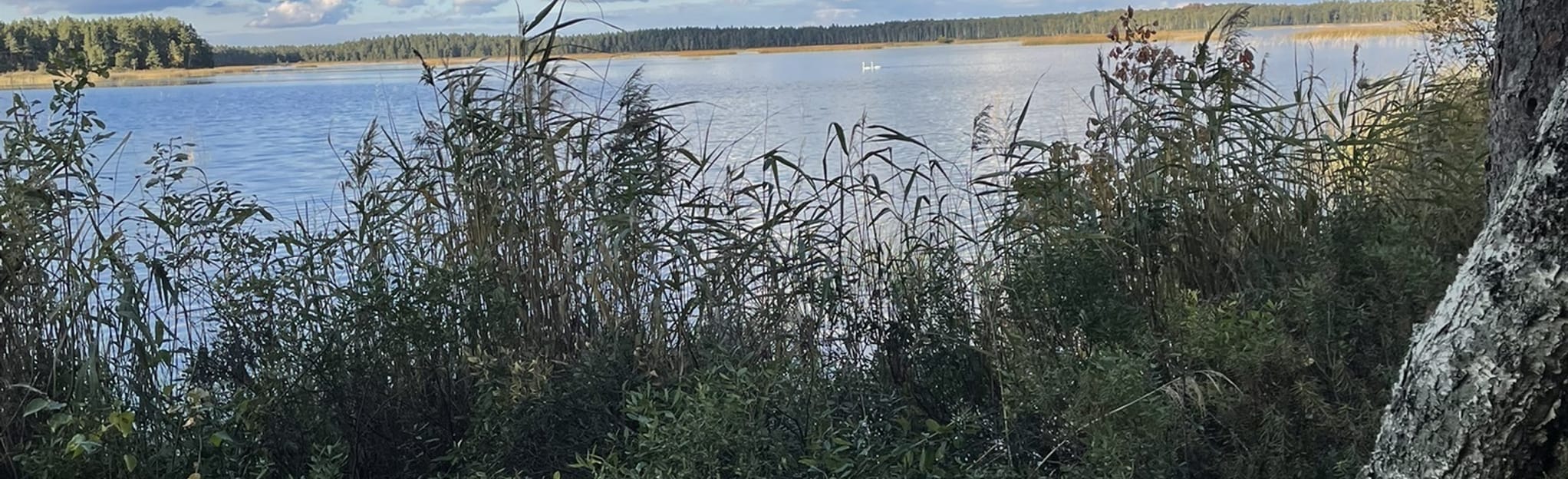 Kaisma suurjärve matkarada, Pärnumaa, Estonia - 6 Reviews, Map | AllTrails