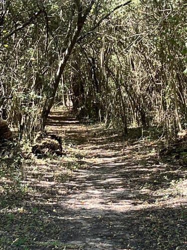 Best Hikes and Trails in Redcliffe Plantation State Historic Site ...