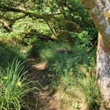 Weatherwax Trail, Washington - 245 Reviews, Map | AllTrails