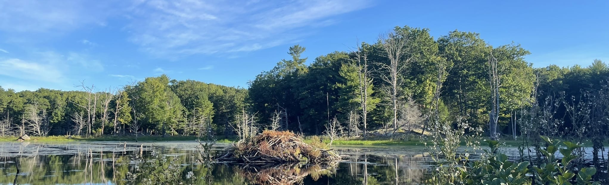 Sweet Trail, New Hampshire - 573 Reviews, Map | AllTrails