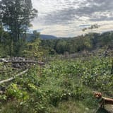 Old Loggers and Stony Trail Loop, Pennsylvania - 54 Reviews, Map ...