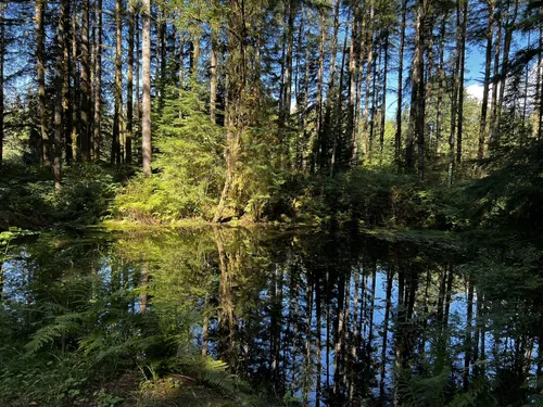 Best Lake Trails in UBC Malcolm Knapp Research Forest | AllTrails