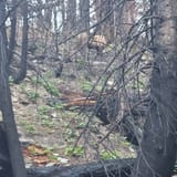 Mount Aix Trail, Washington - 147 Reviews, Map | AllTrails