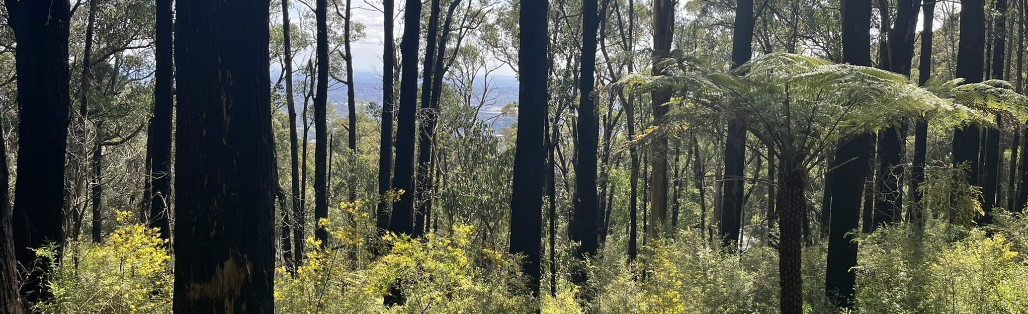 Sassafras to One Tree Hill, Victoria, Australia - 43 Reviews, Map ...