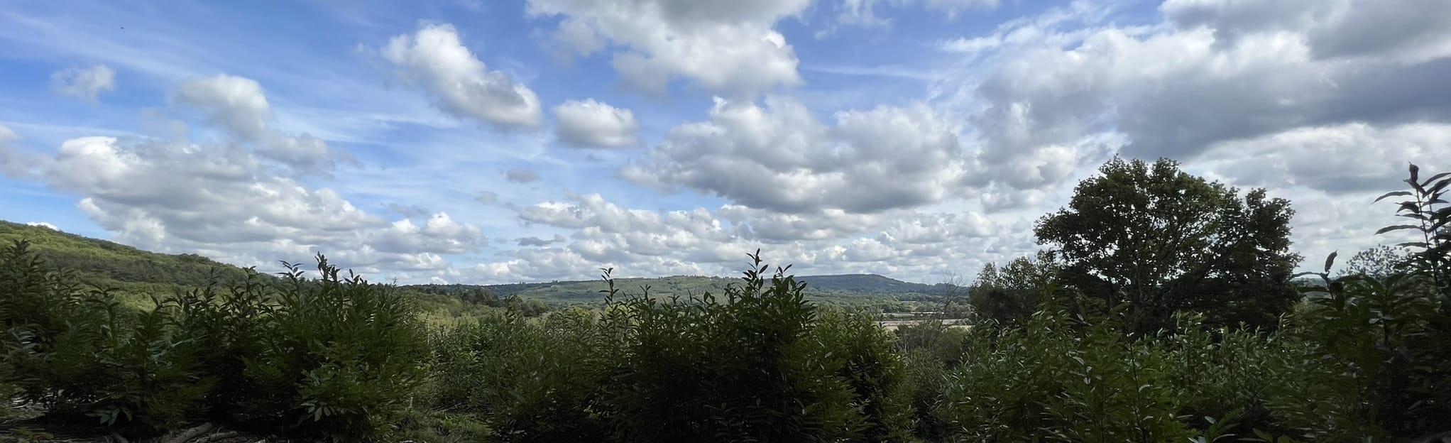 Liphook to Woolbeding Common via New Lipchis Way, Hampshire, England ...