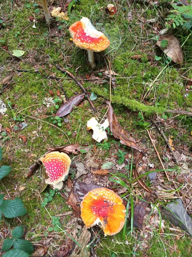 Best River Trails in Portlaw | AllTrails