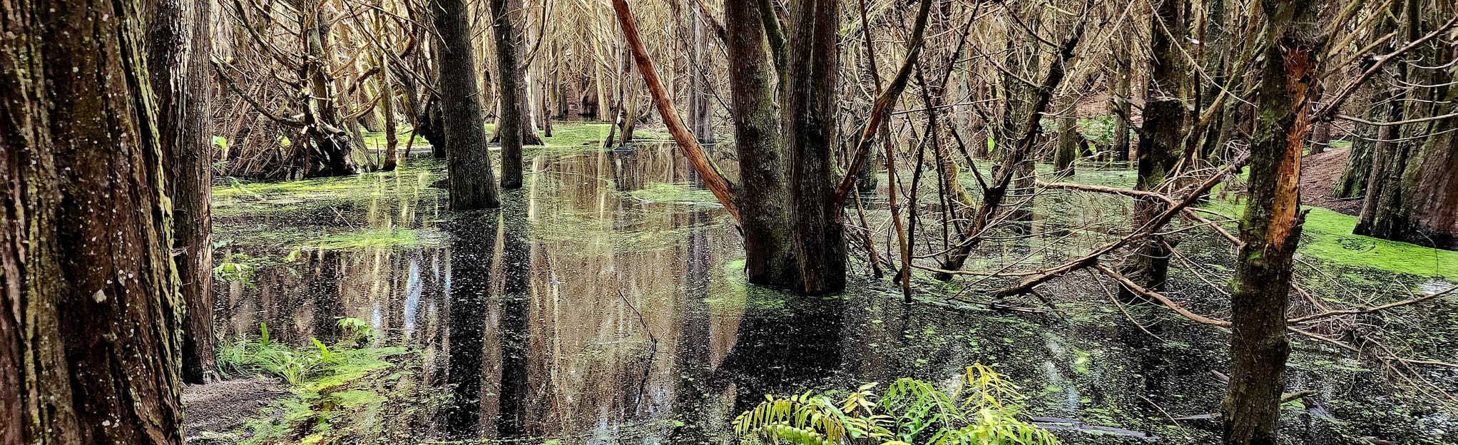 Waitarere Forest Walk, Manawatū-Whanganui, New Zealand - 19 Reviews ...