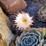 Red Butte Gardens Small Loop, Utah - 214 Reviews, Map | AllTrails