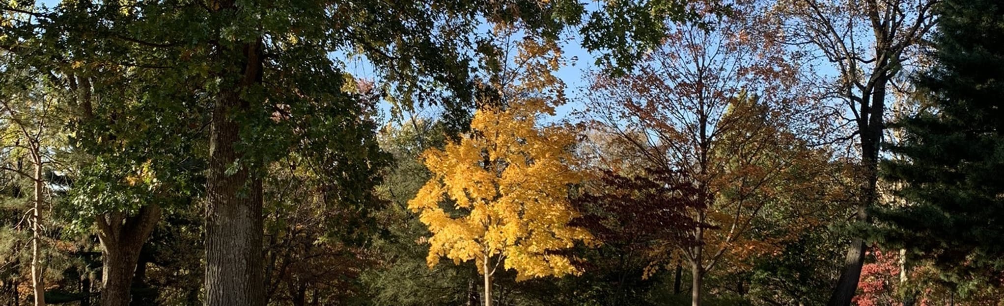 Mount Airy Arboretum Loop, Ohio - 127 Reviews, Map | AllTrails