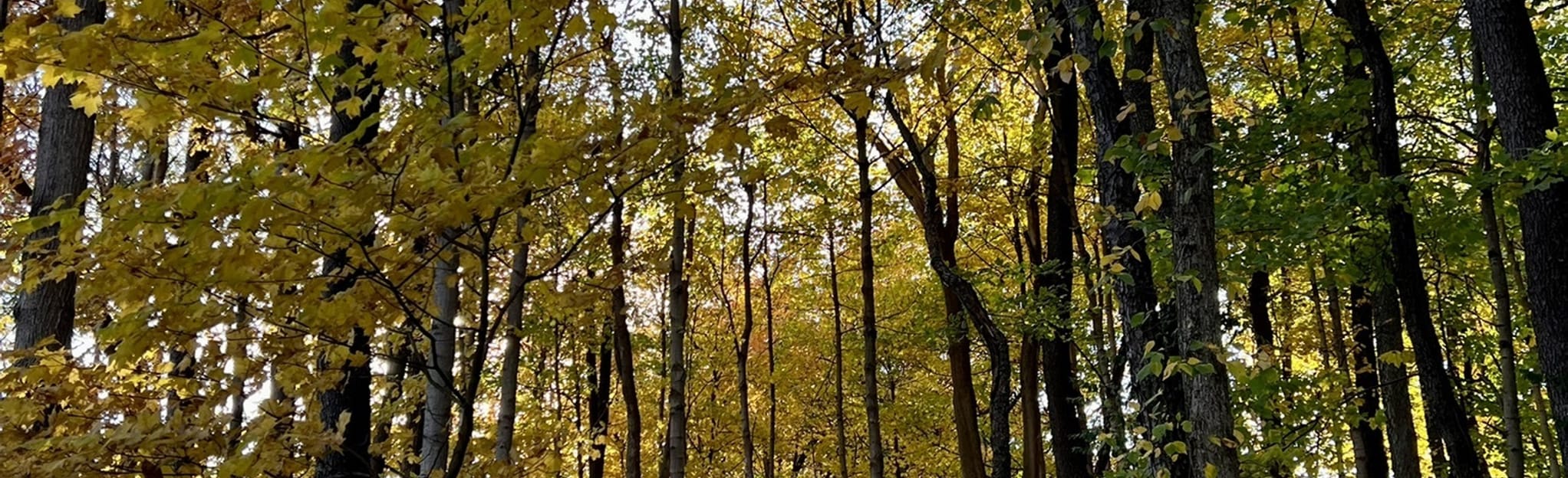 Purdue Horticulture Park, Stewart Woods Loop: 34 Reviews, Map - Indiana ...